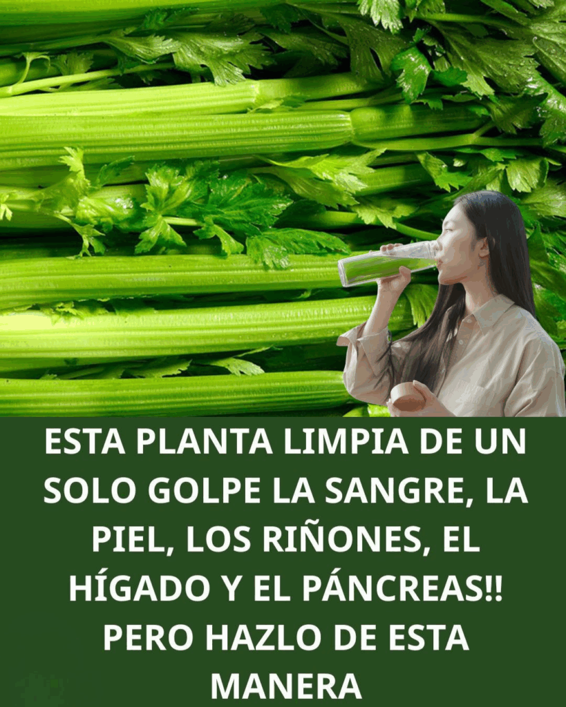 Alimento que Desintoxica tus Riñones y Revitaliza tu Hígado - My Blog